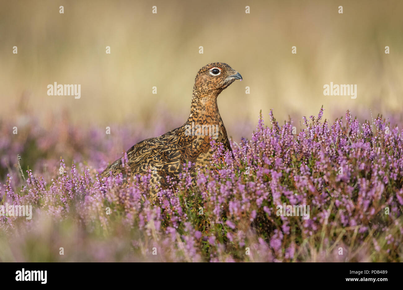 Red grouse, game bird, on heather covered grouse moor during the month ...