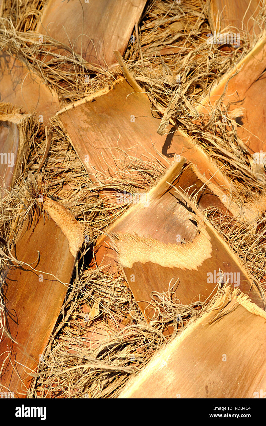 Palm tree bark tropical hi-res stock photography and images - Alamy