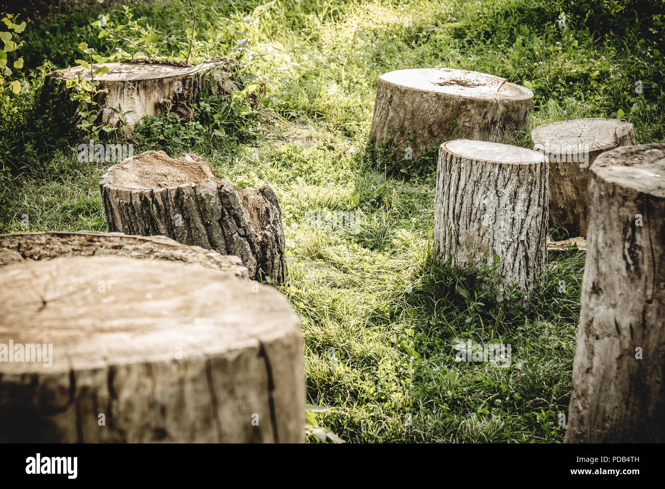 Closeup tree stumps among a forest, high resolution Stock Photo - Alamy