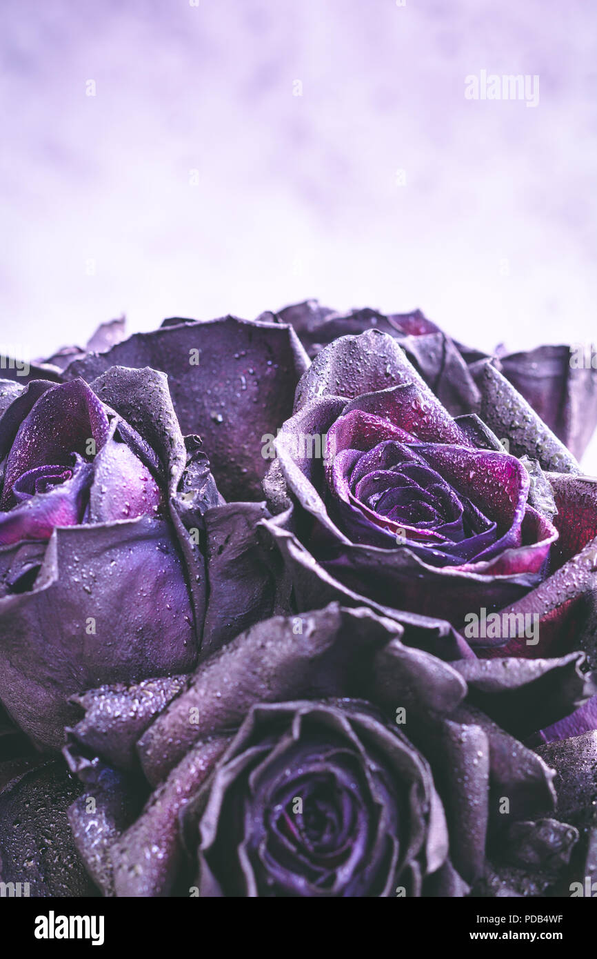 Macro photography of purple roses with raindrops. Fantasy and magic ...