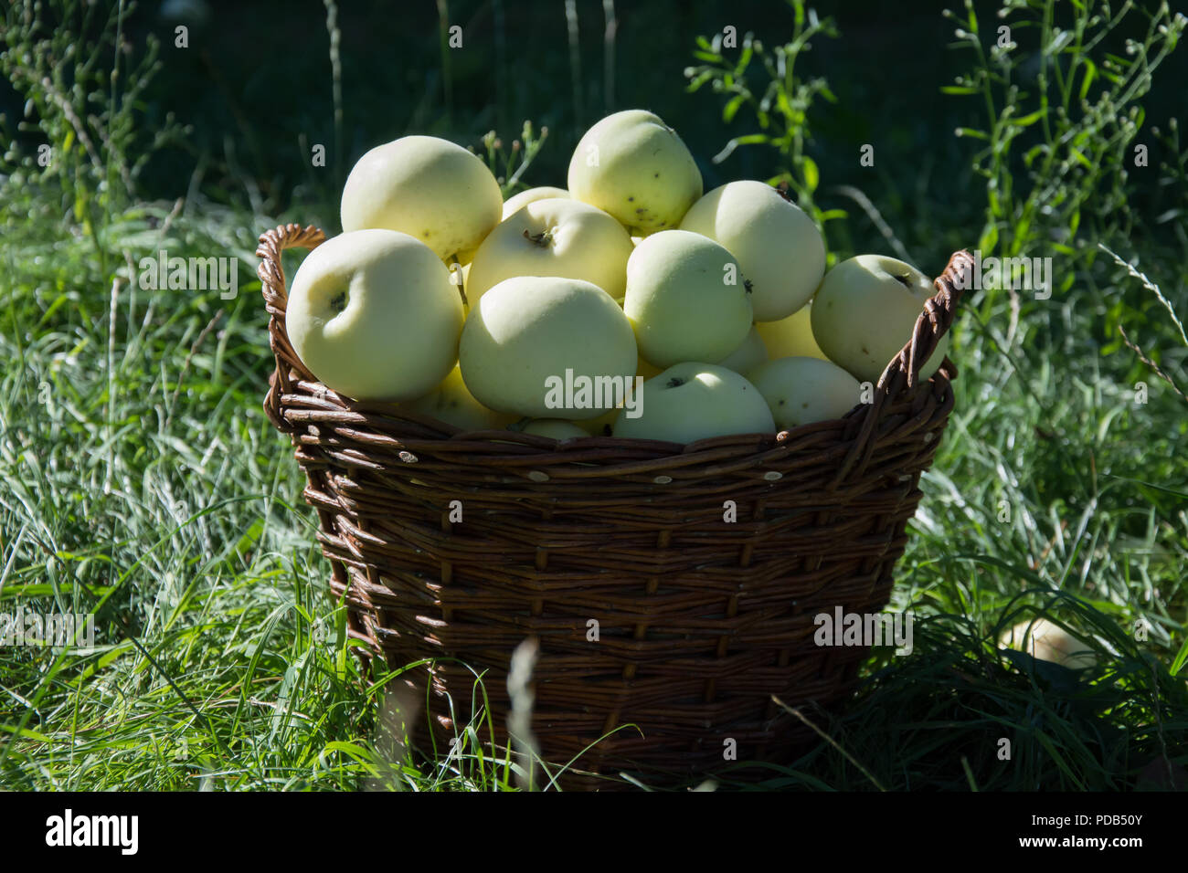 Light picking hi-res stock photography and images - Alamy