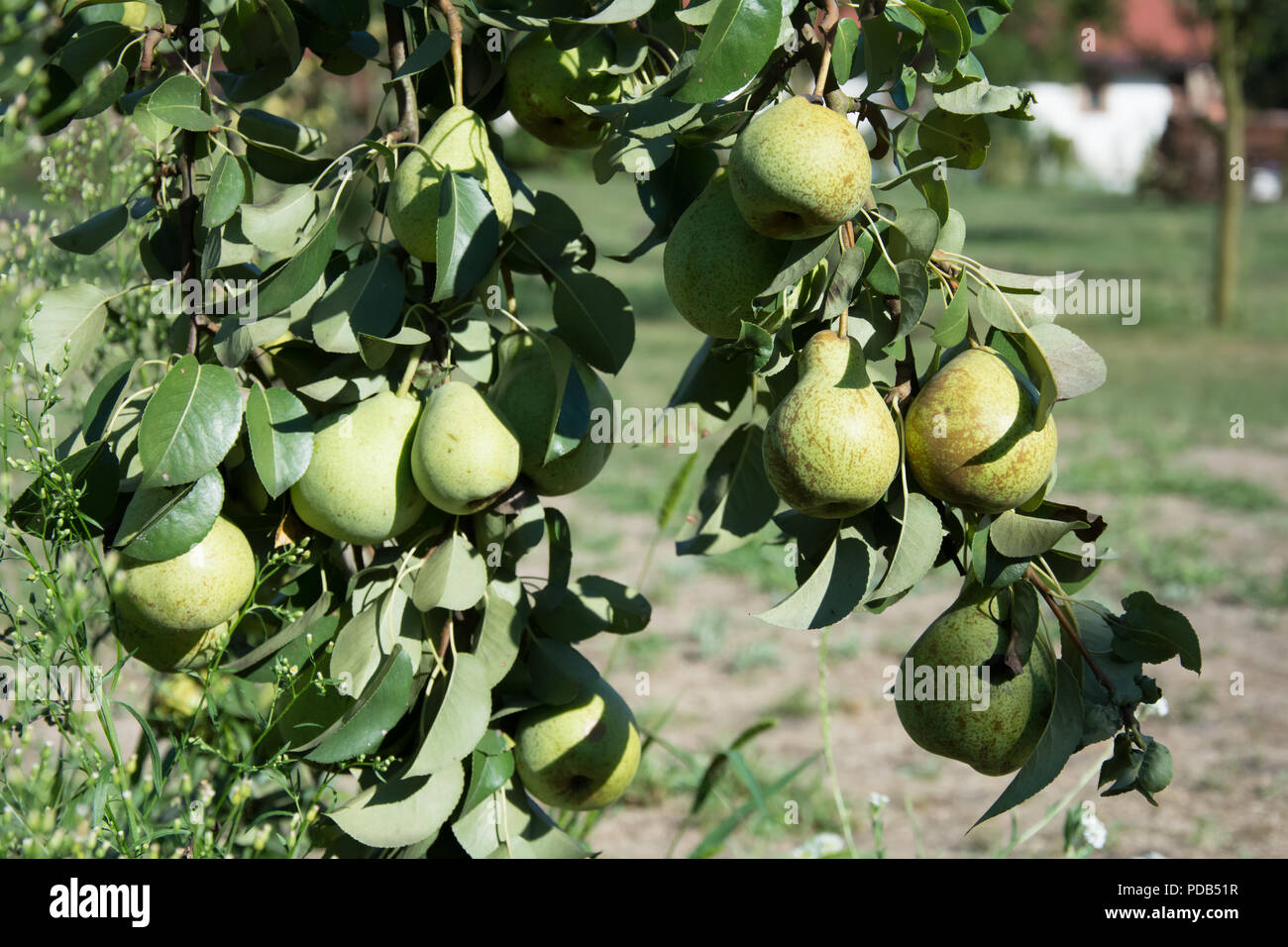 Pear tree closeup with clusters of green pears Stock Photo - Alamy