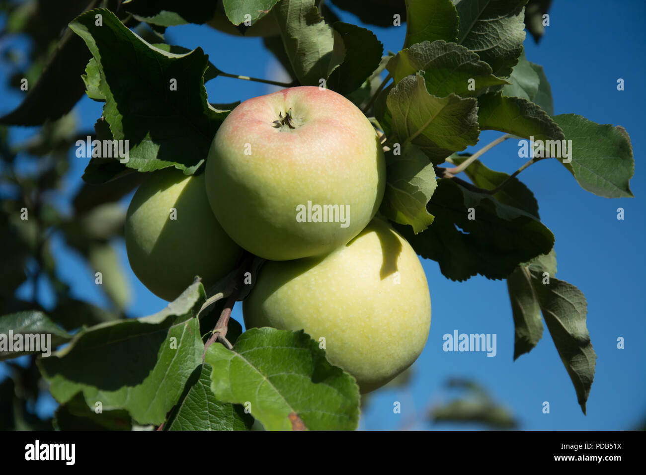 Cluster of three ripening apples among green leaves on an apple tree ...