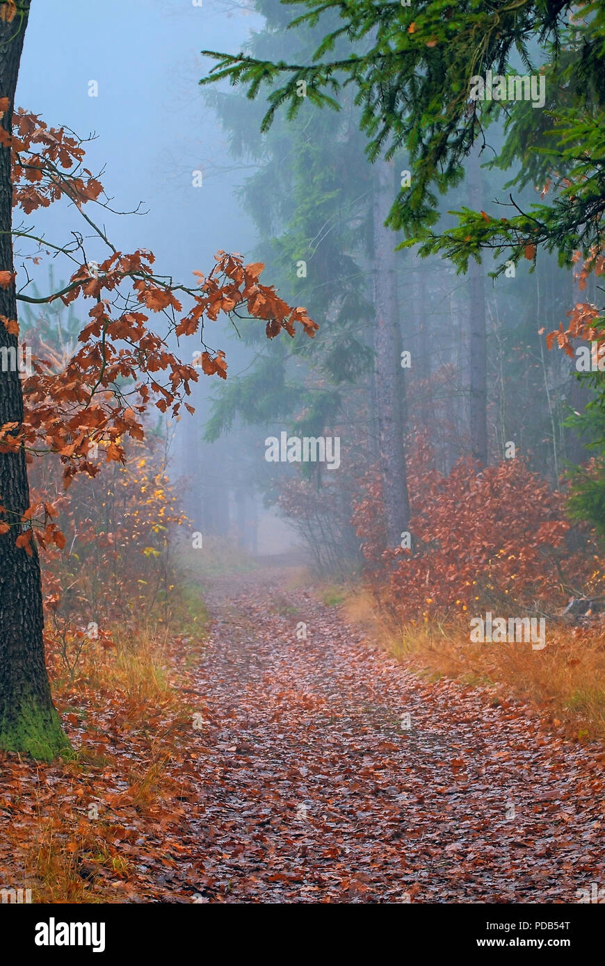 The forest path with fallen autumn leaves Stock Photo - Alamy