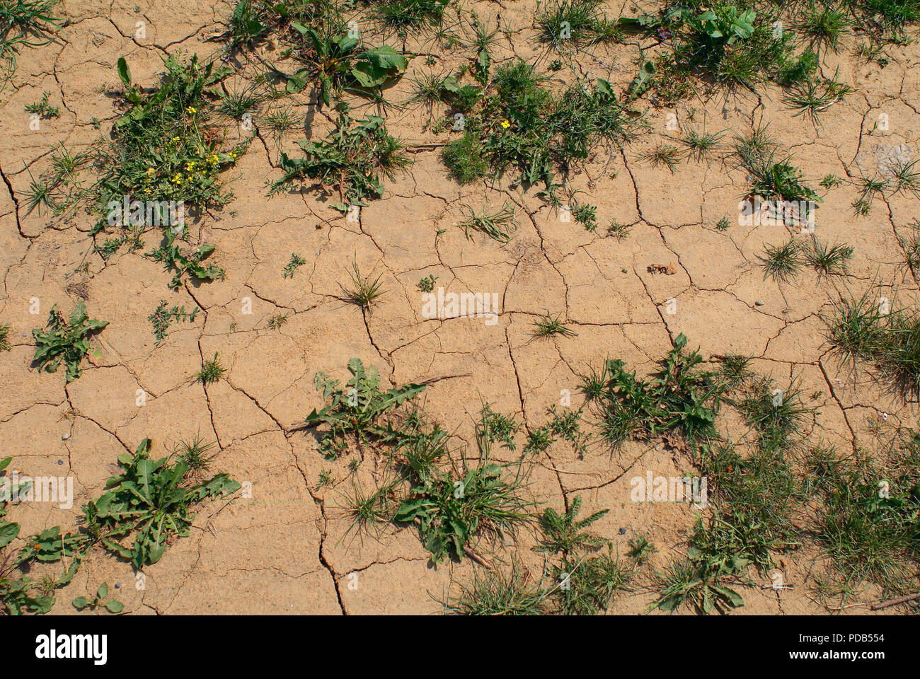 The dry cracked ground with rare green plants Stock Photo - Alamy