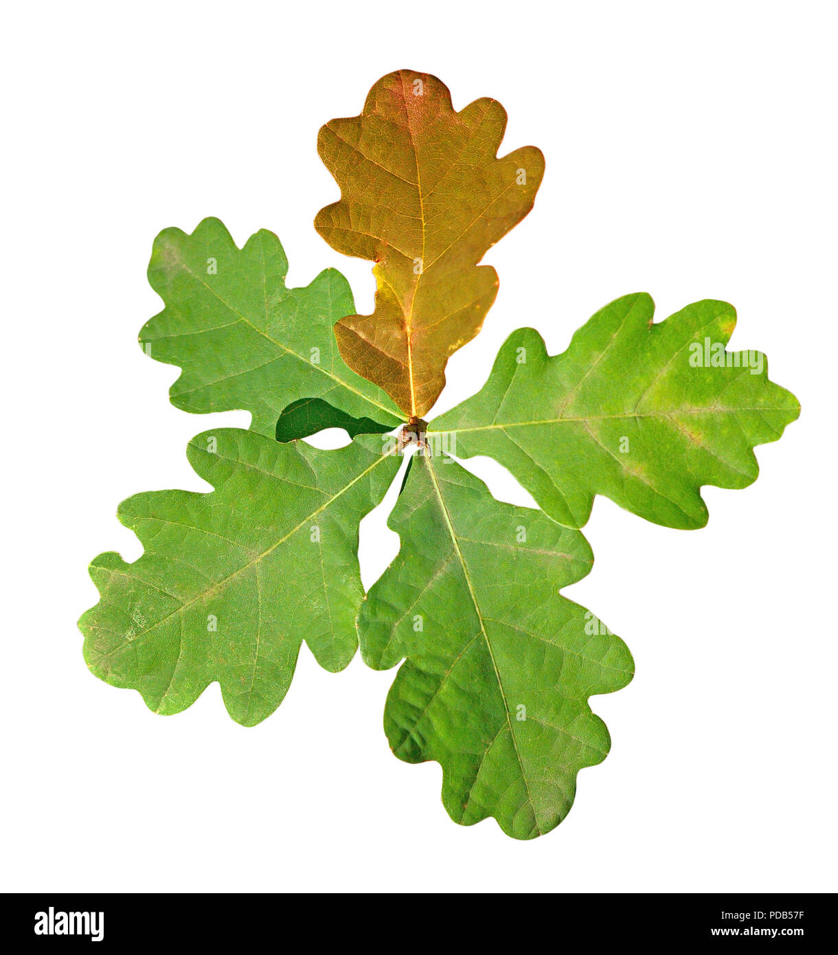 Single oak tree from above Cut Out Stock Images & Pictures - Alamy