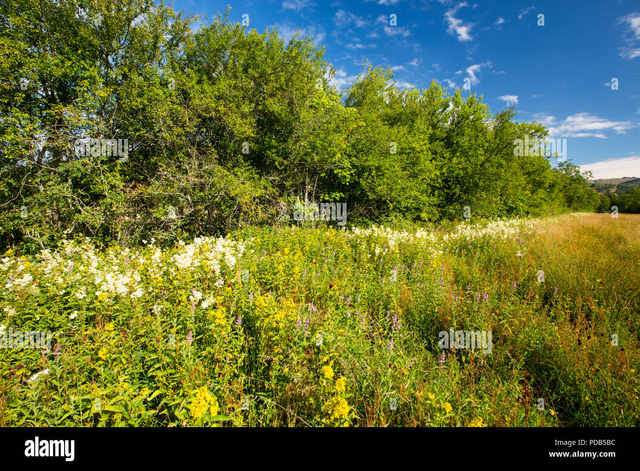 Sanguisorba Officinalis Uk High Resolution Stock Photography and Images ...