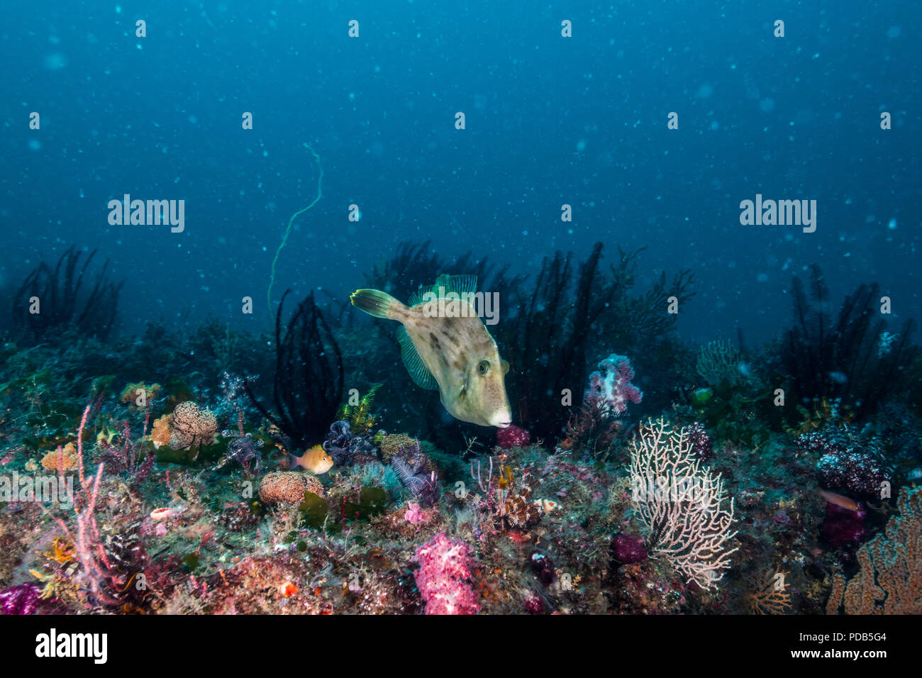 Threadsail filefish, Stephanolepis cirrhifer (Temminck & Schlegel, 1850 ...