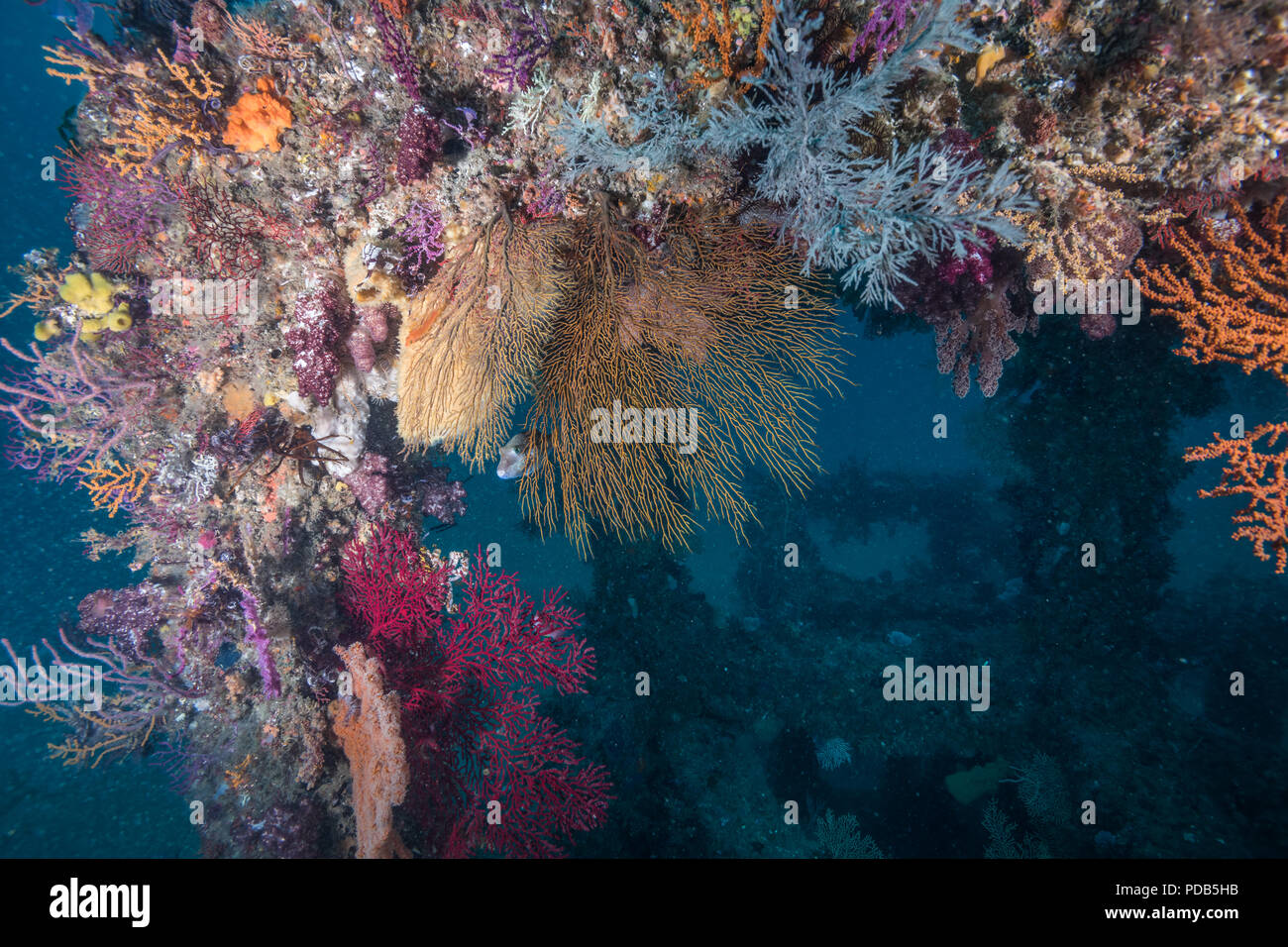 The artificial fish reef point covered with colorful soft coral. -20m ...