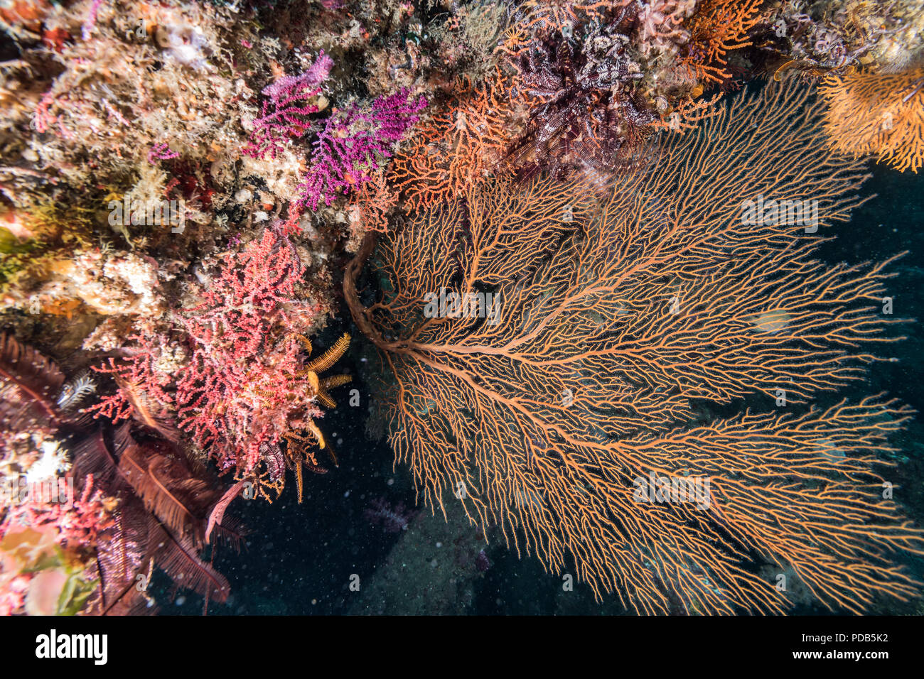 Melithaea sp hi-res stock photography and images - Alamy