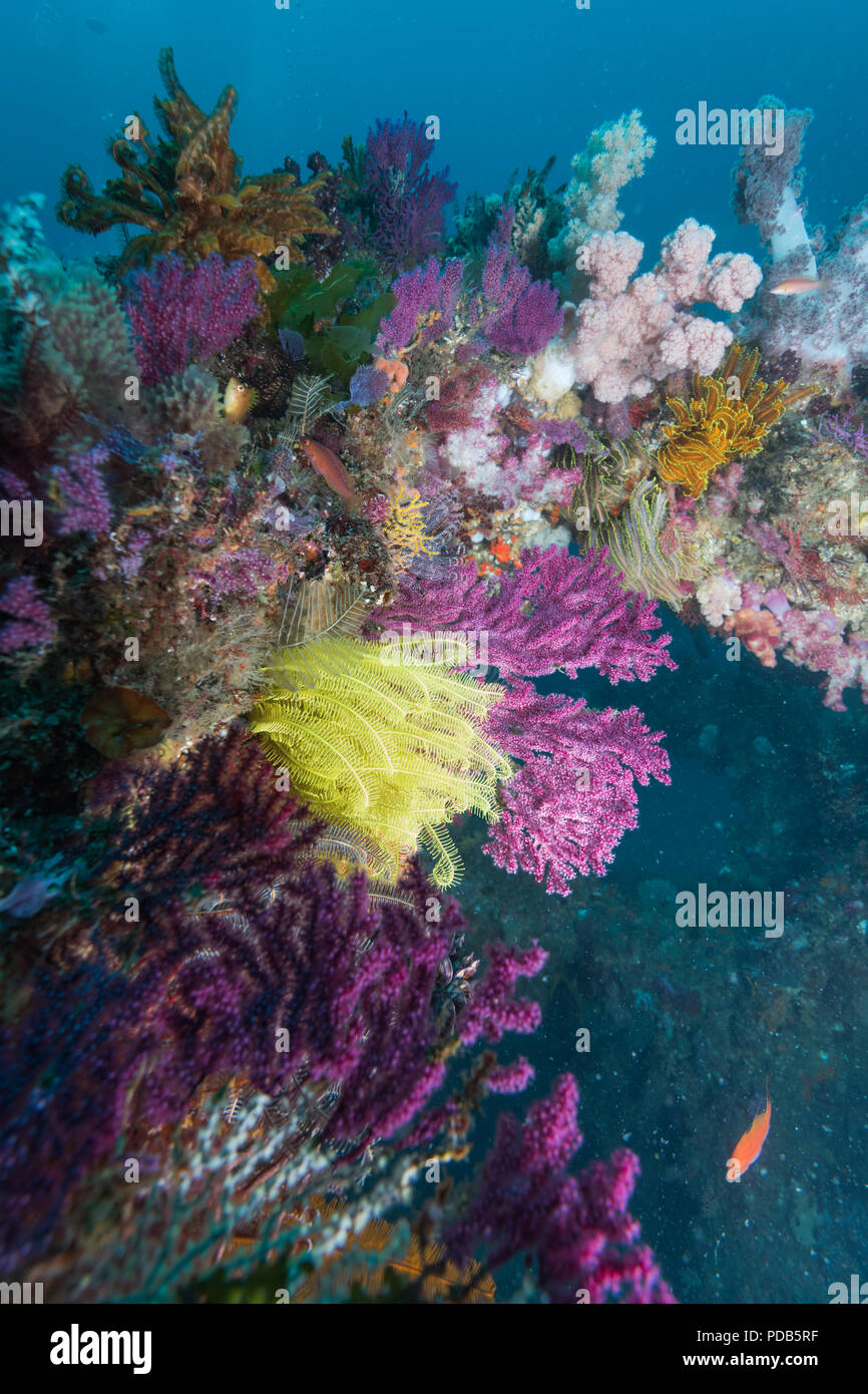 The artificial fish reef point covered with colorful soft coral. -20m ...
