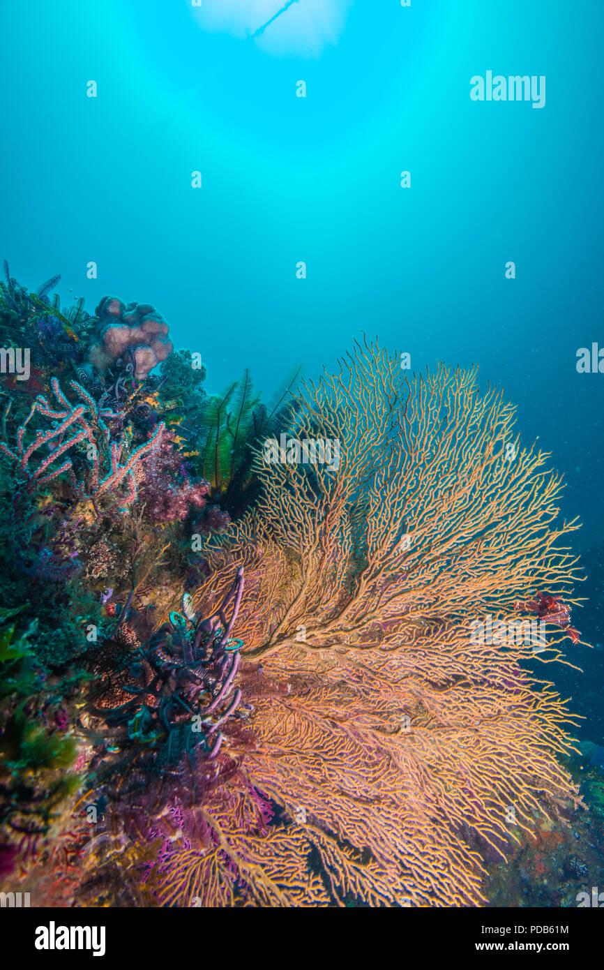 Melithaea sp hi-res stock photography and images - Alamy