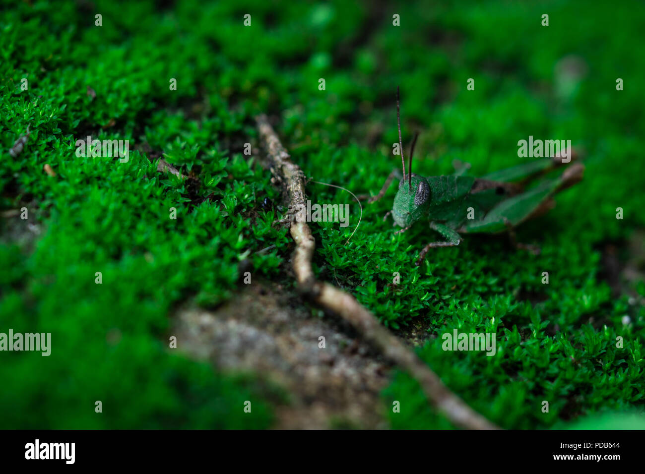 Grasshopper Life Cycle High Resolution Stock Photography and Images - Alamy