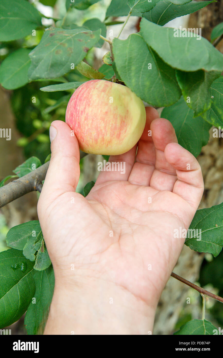 Hand apple tree hi-res stock photography and images - Alamy