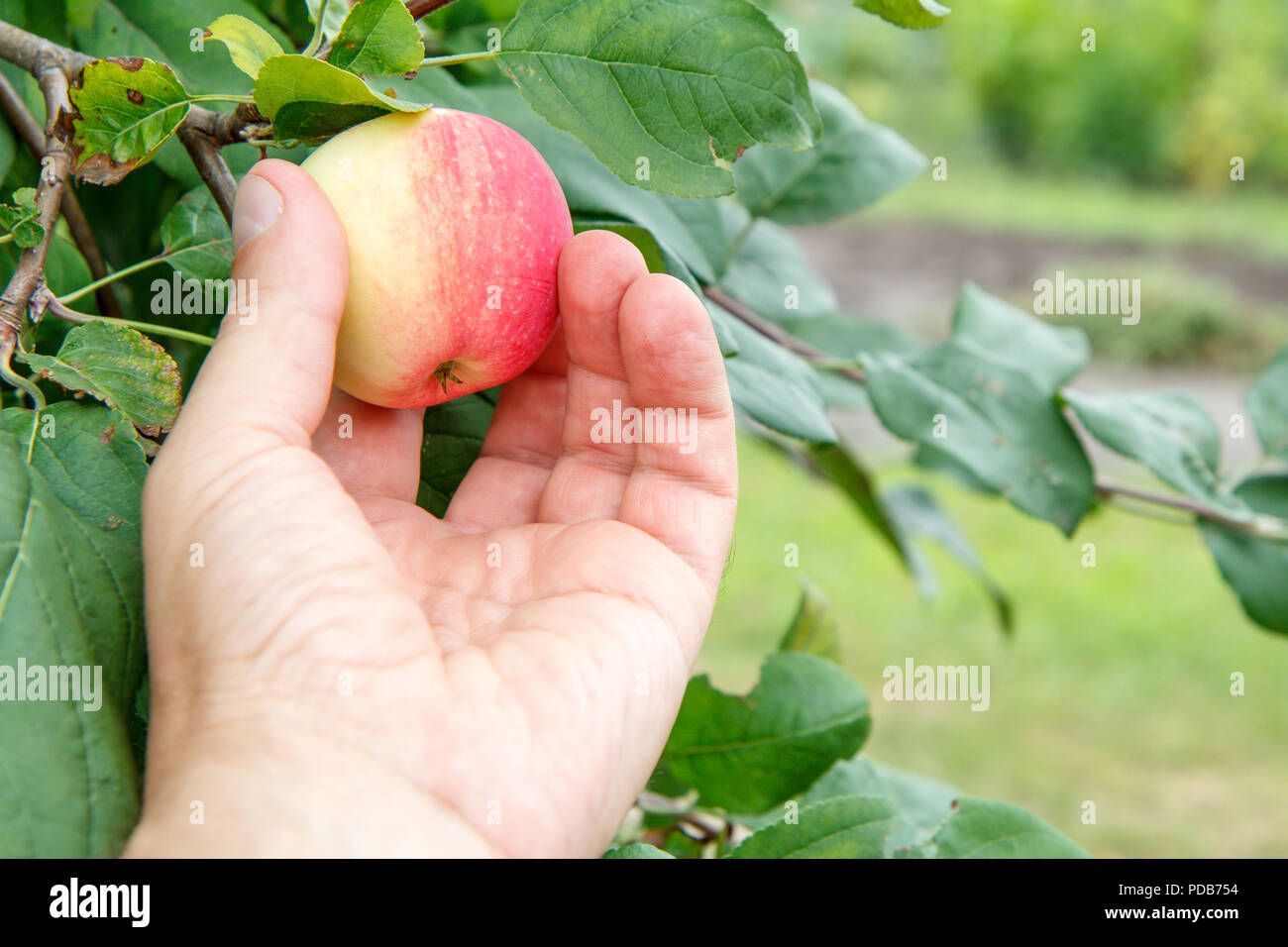 Hand picking an apple hi-res stock photography and images - Alamy