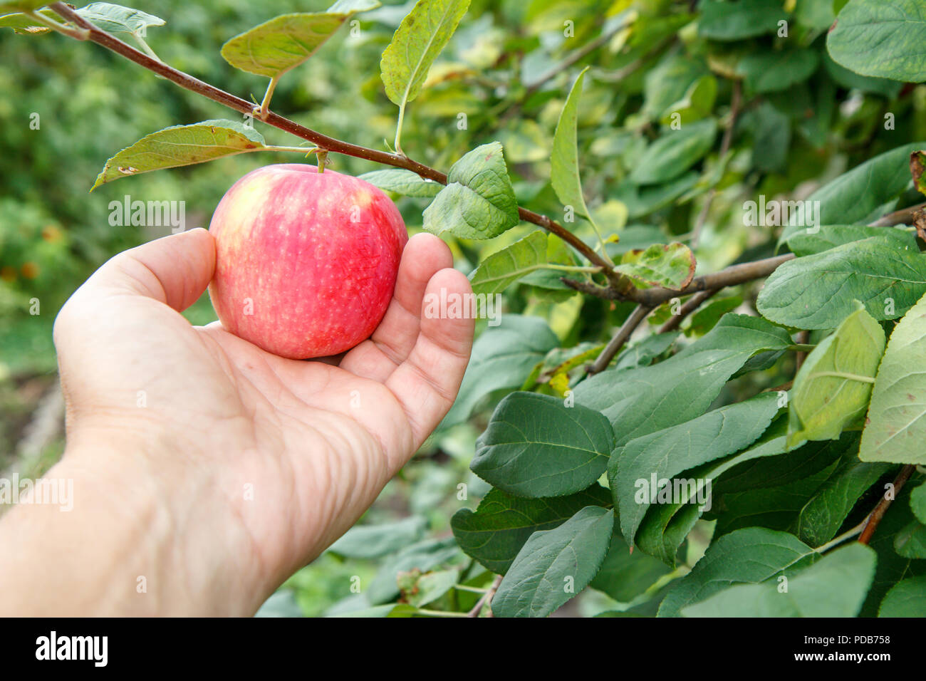 Hand apple tree hi-res stock photography and images - Alamy