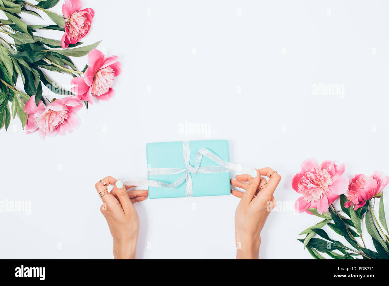 Female's hands unbinding ribbons on blue gift box near pink peony ...