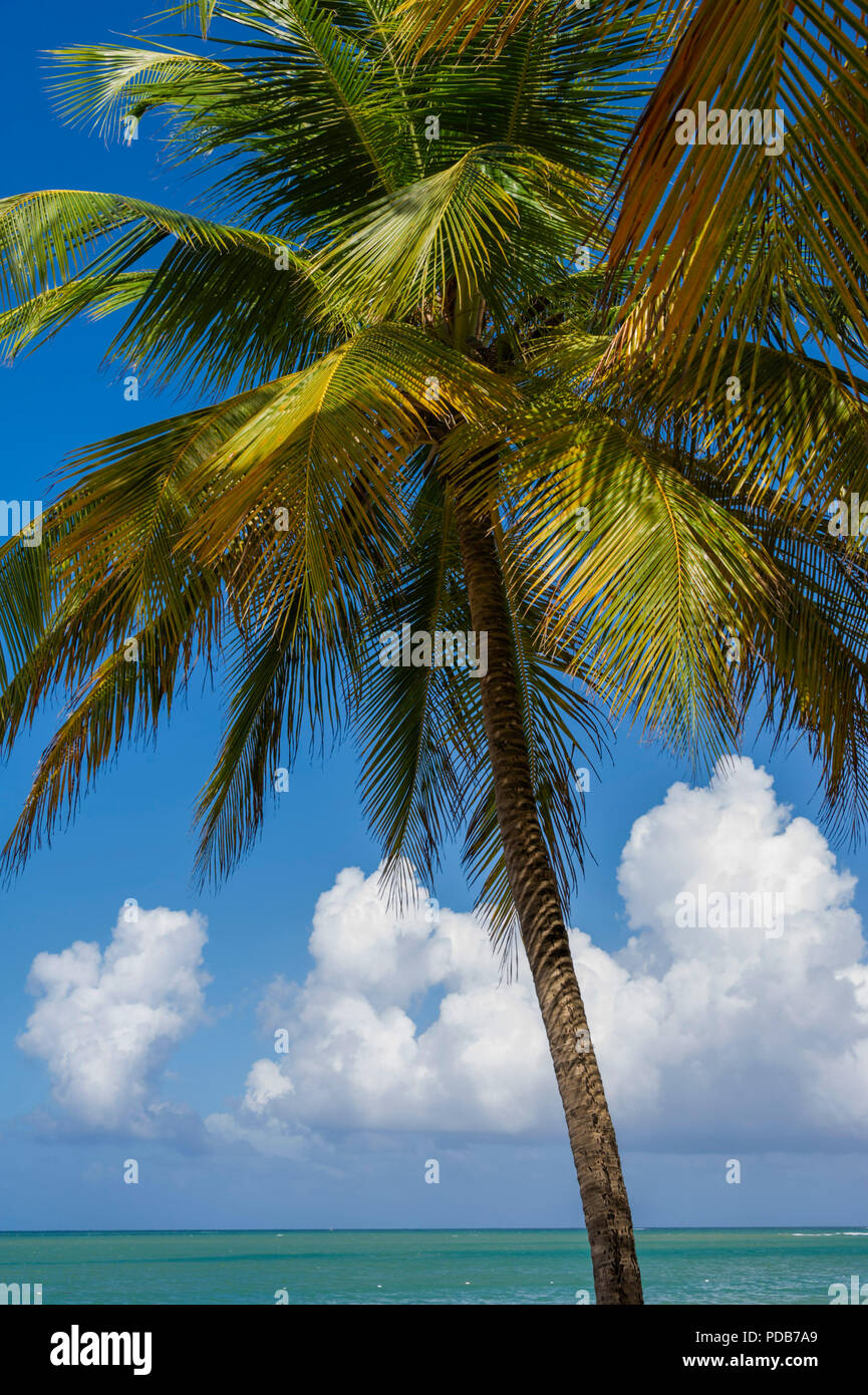 Palm Tree San Juan Puerto Rico Stock Photo - Alamy