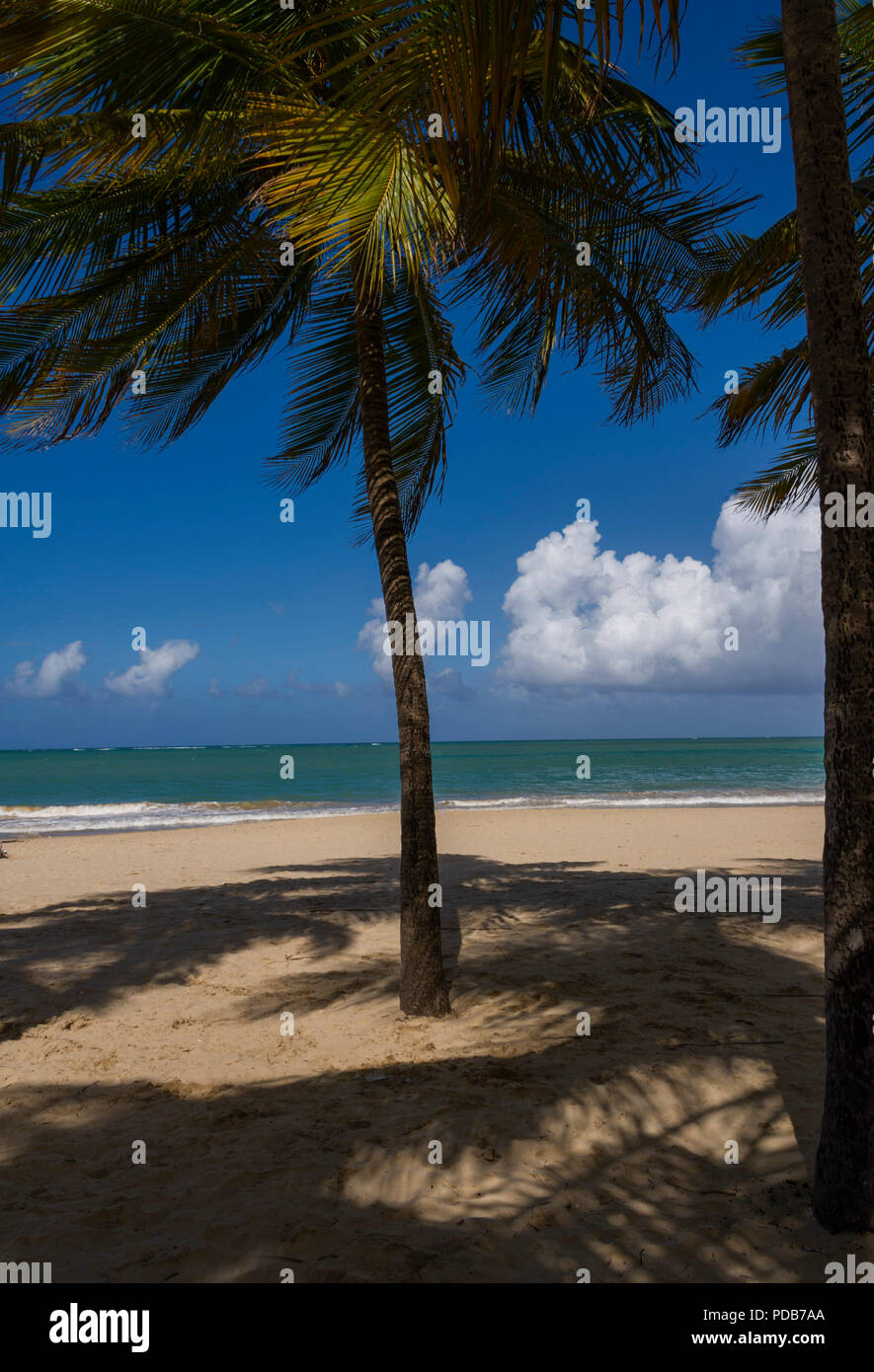 Beach with palm trees Isla Verda San Juan Puerto Rico Caribbean Stock ...