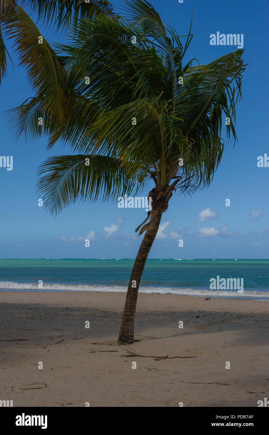 Beach with palm trees Isla Verda San Juan Puerto Rico Caribbean Stock ...