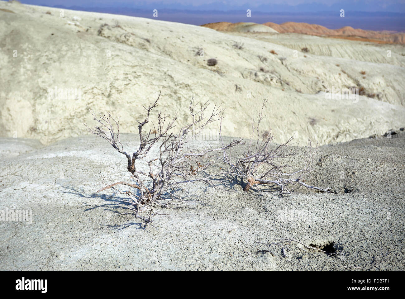 Dry plants of desert park Altyn Emel in Kazakhstan Stock Photo - Alamy