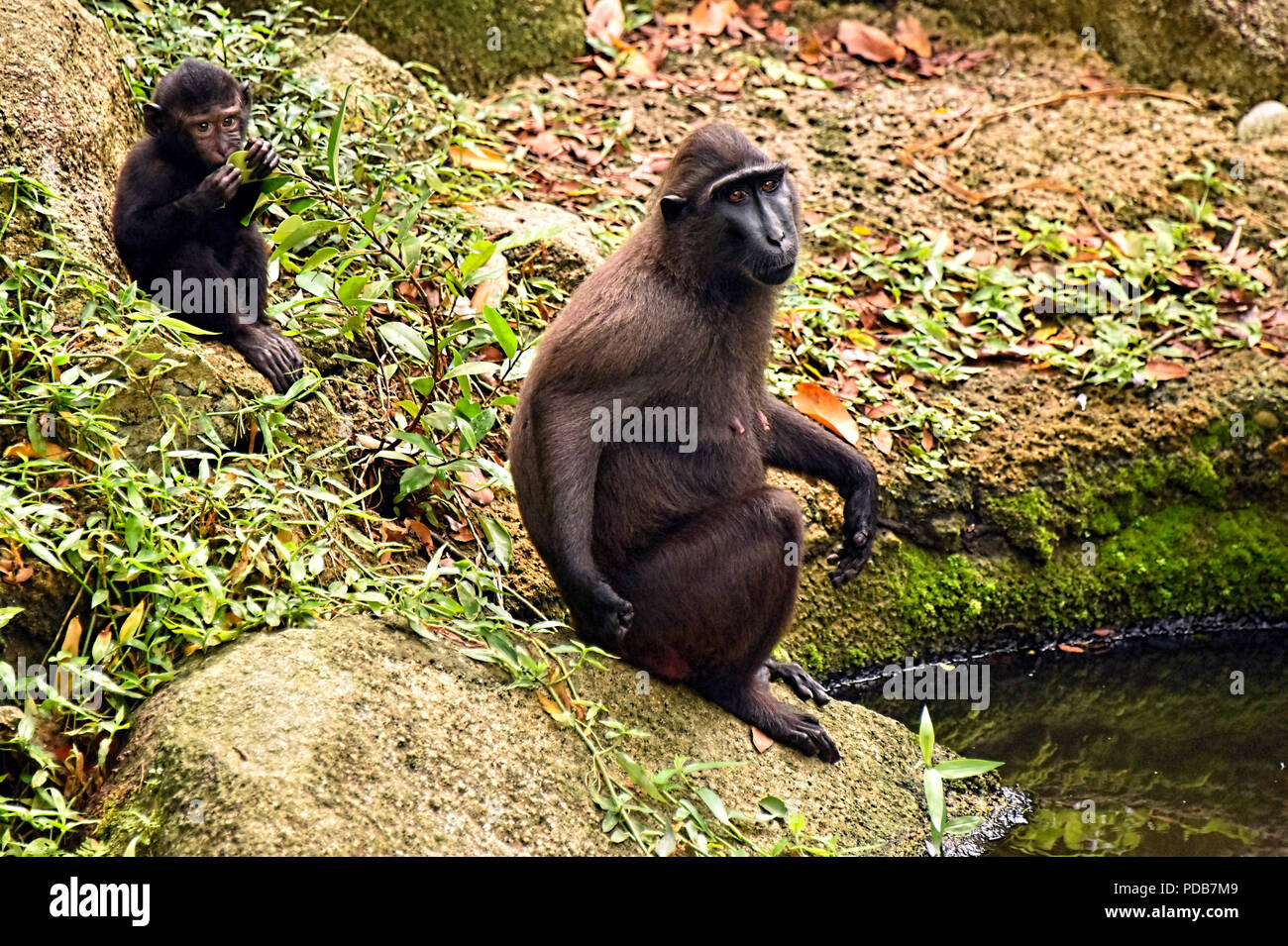 Monkey mother and baby Stock Photo - Alamy