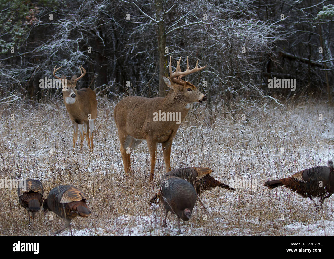 Runny Deer And Turkey