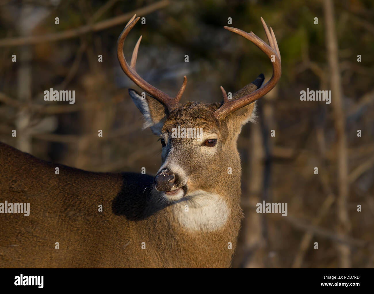 White-tailed deer buck standing in the winter snow in Canada Stock ...