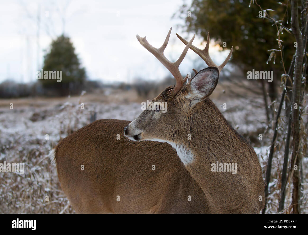 White-tailed deer buck standing in the winter snow in Canada Stock ...
