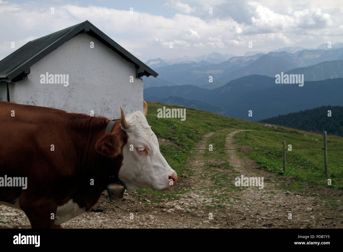 Cows at a mountain pasture with the mountain range of the European Alps ...