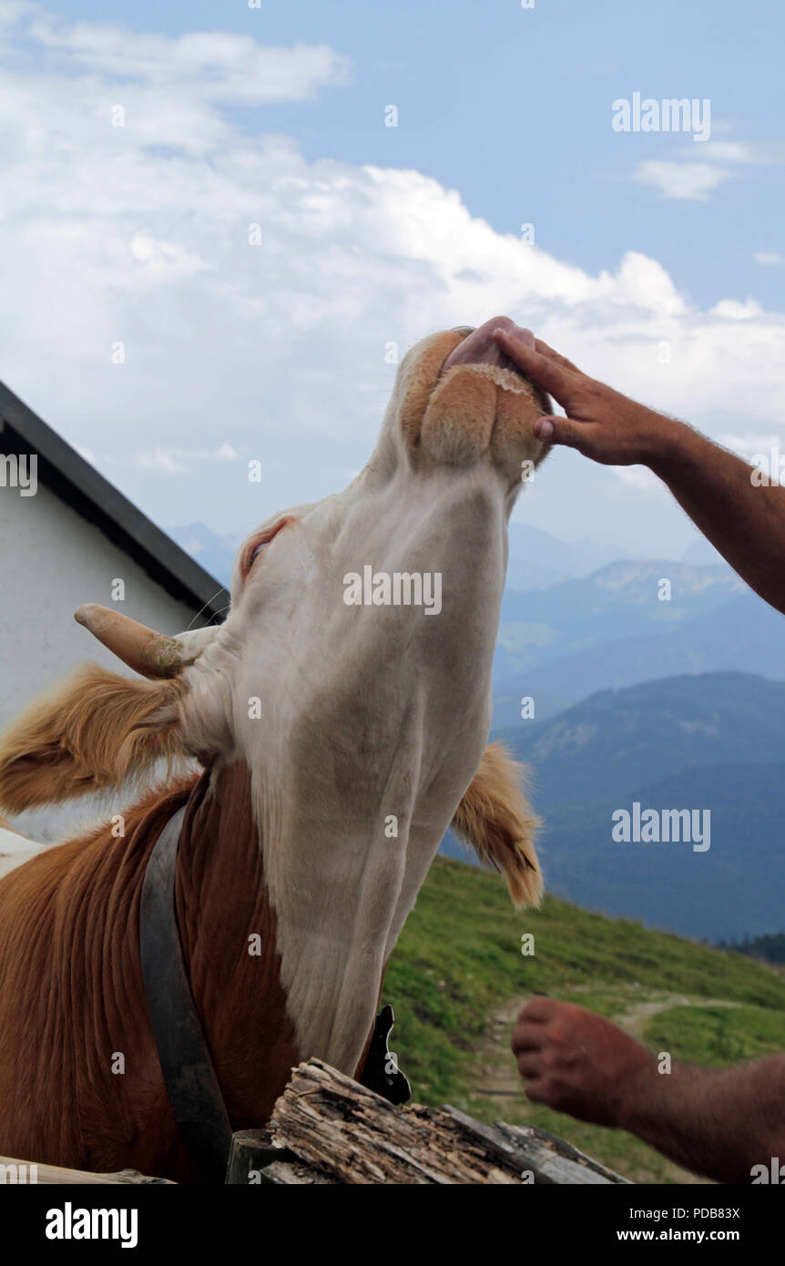 Cow with its tongue sticking out, trying to lick a human hand at a ...