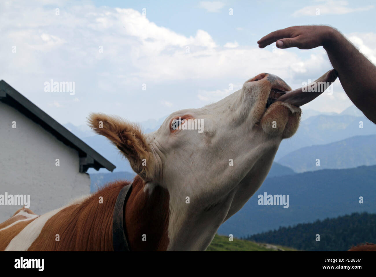 Cow with its tongue sticking out, trying to lick a human hand at a ...