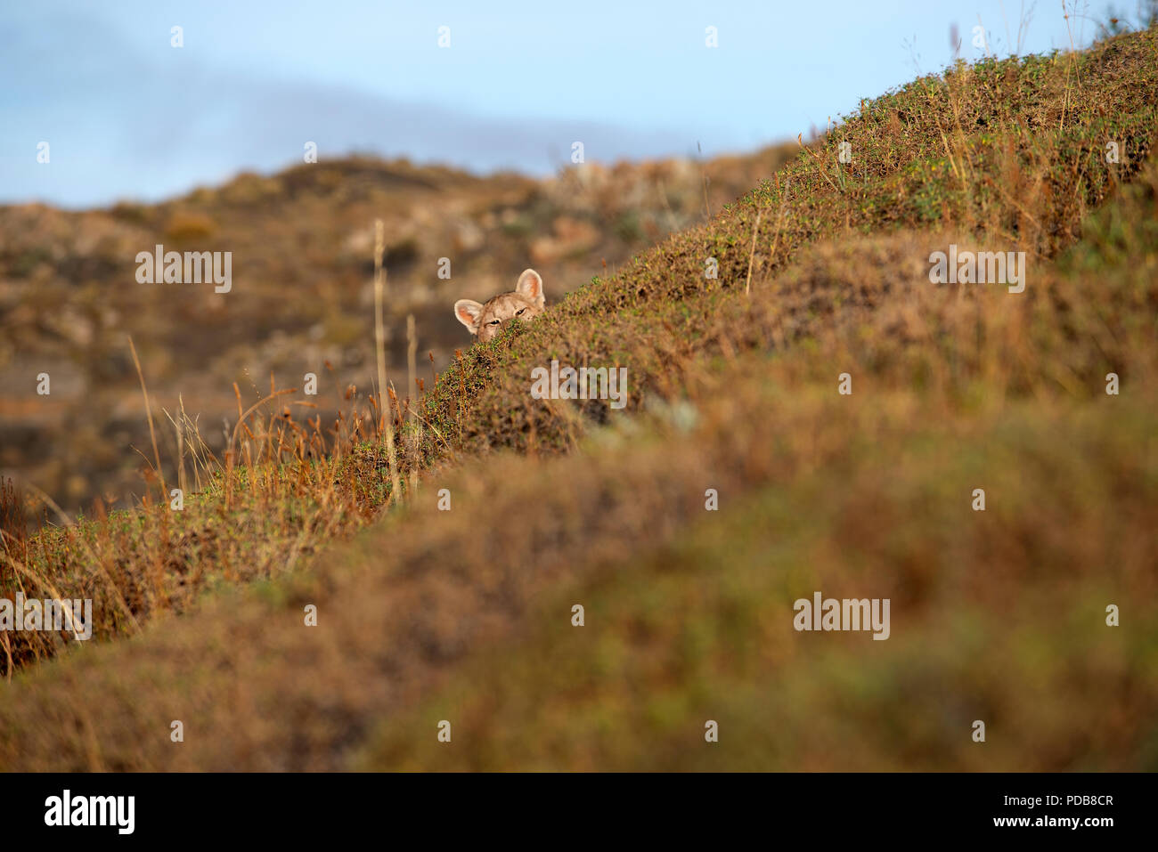 Patagonian Puma cub sitting in dense bushes with only top half of head ...