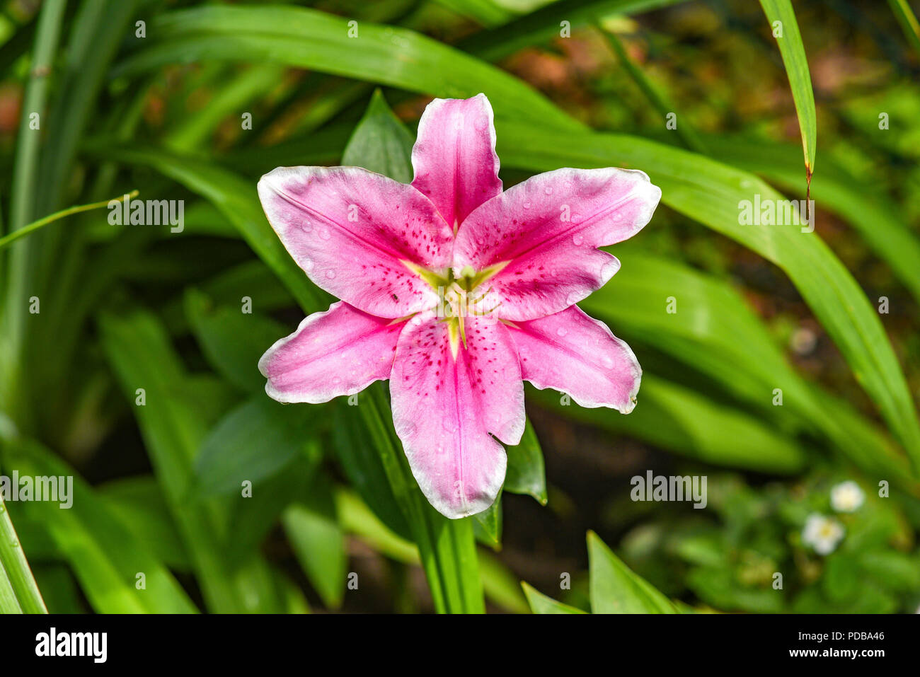 Pink lily hi-res stock photography and images - Alamy