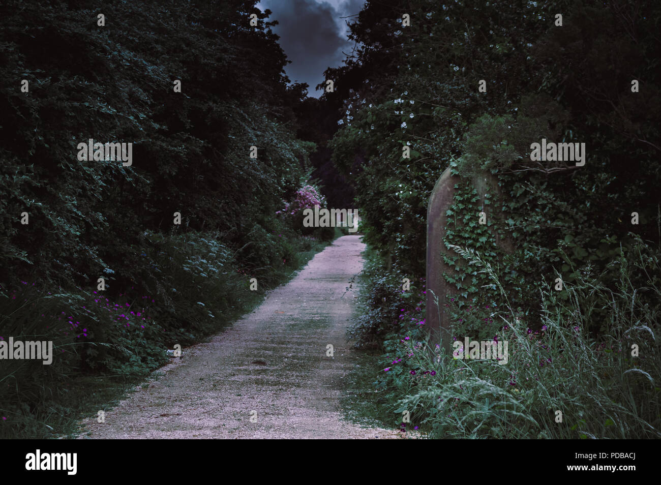 Path that goes into a dark cemetery full of trees and plants at night ...