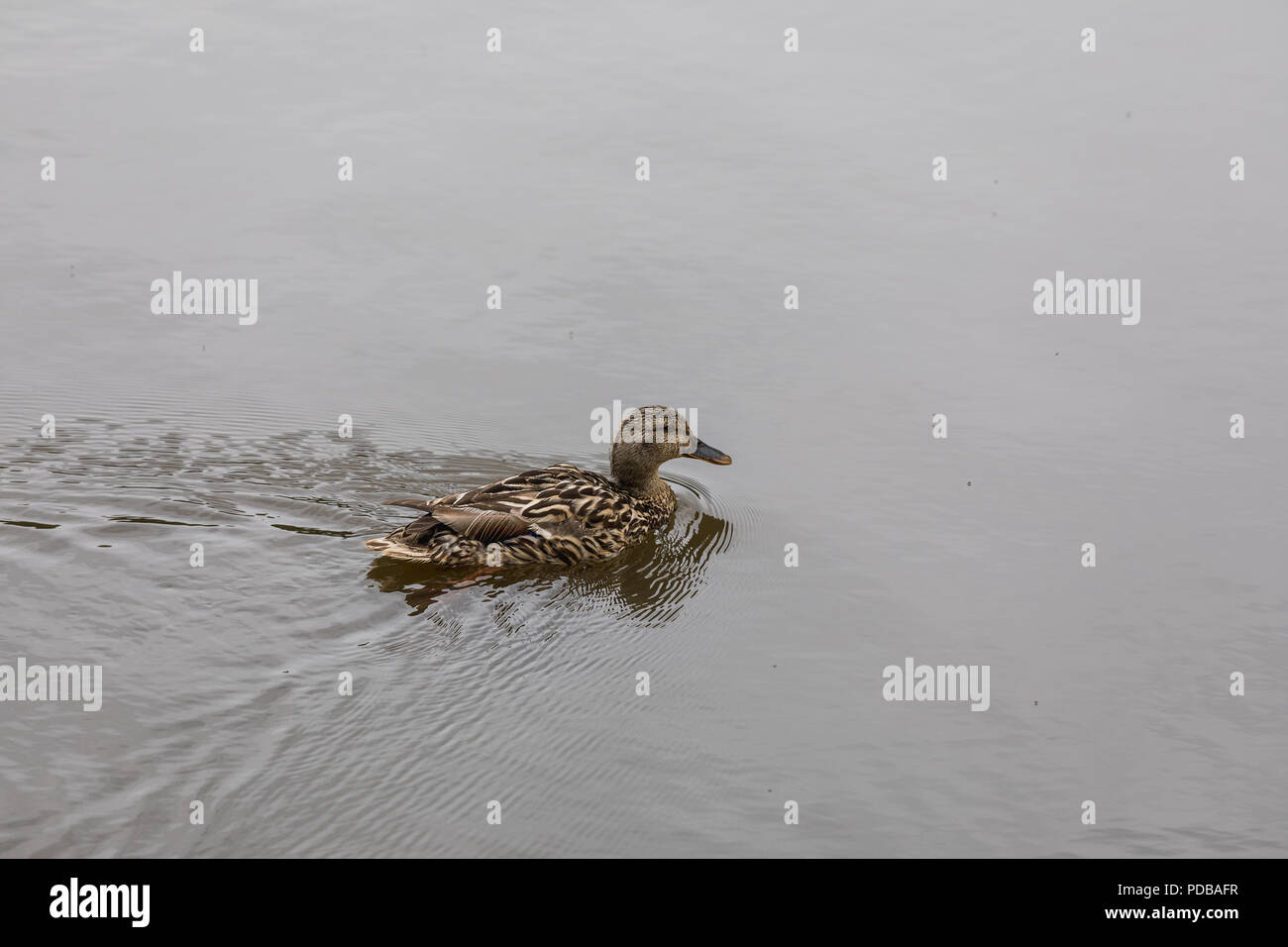 Saxon duck hi-res stock photography and images - Alamy