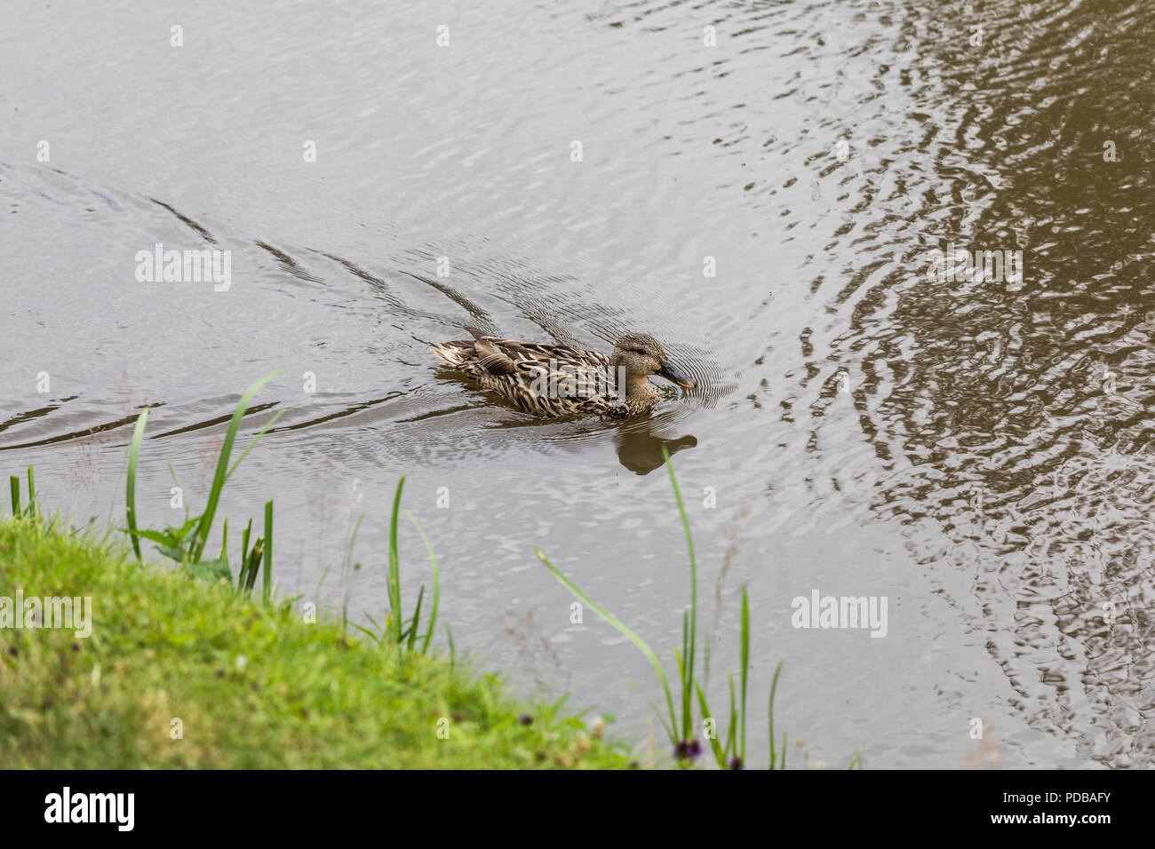 brown duck swimming in Fuerst Pueckler in Bad Muskau Germany Stock ...