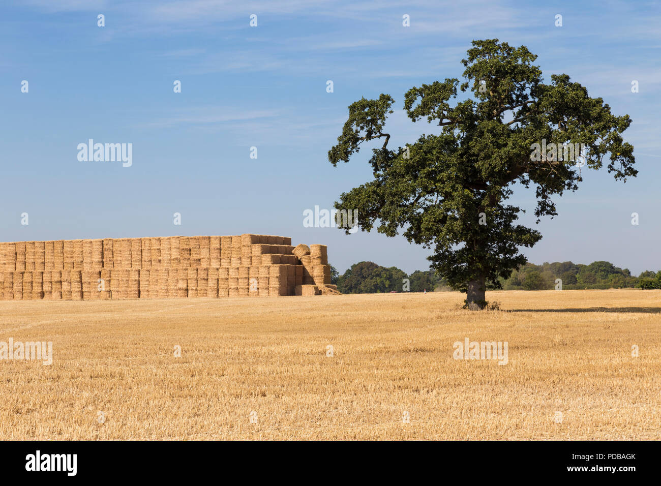 Stack of corn straw bales Stock Photo - Alamy