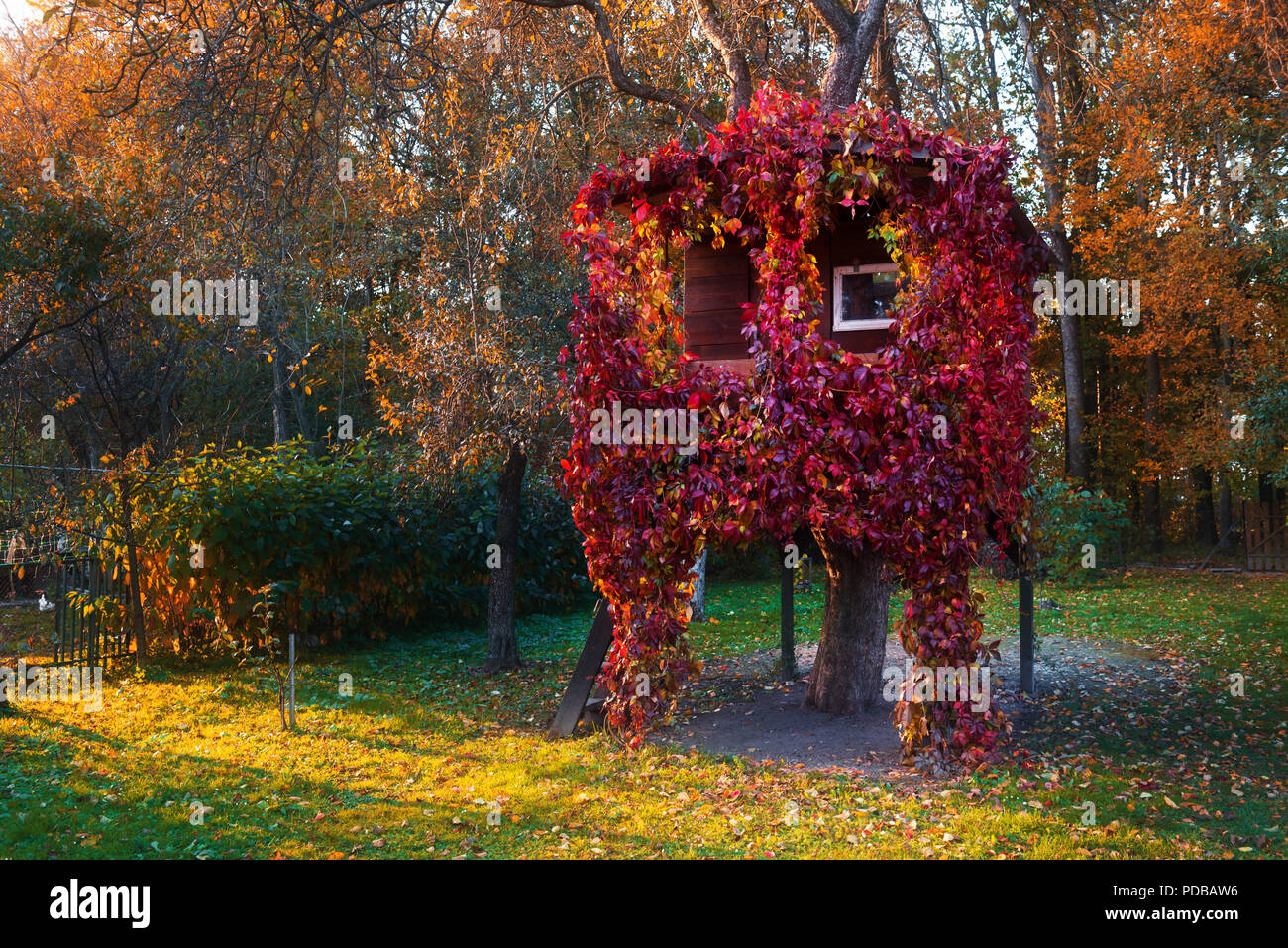 A house on a tree Stock Photo - Alamy