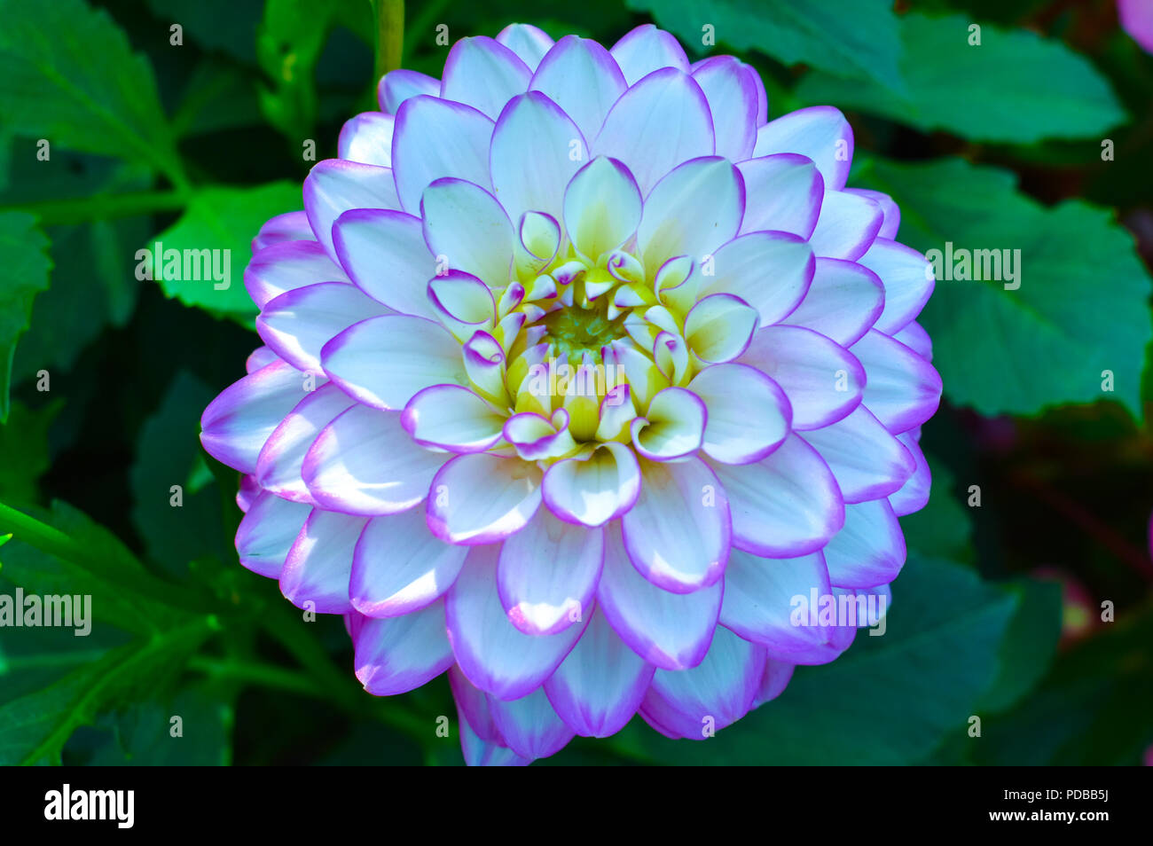 Perennial plants native to mexico hi-res stock photography and images ...