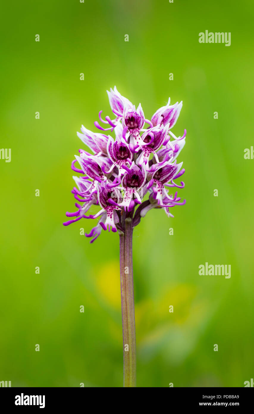 A rare Monkey Orchid (Orchis Simia) at Park Gate Down nature reserve in ...