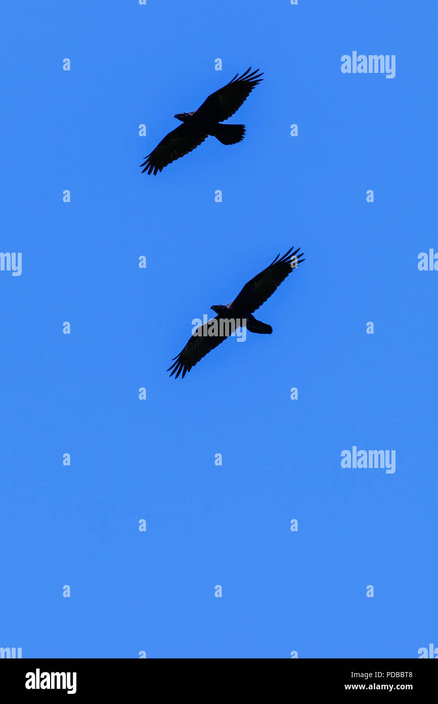 Common Ravens silhouettes flying in the sky Stock Photo - Alamy