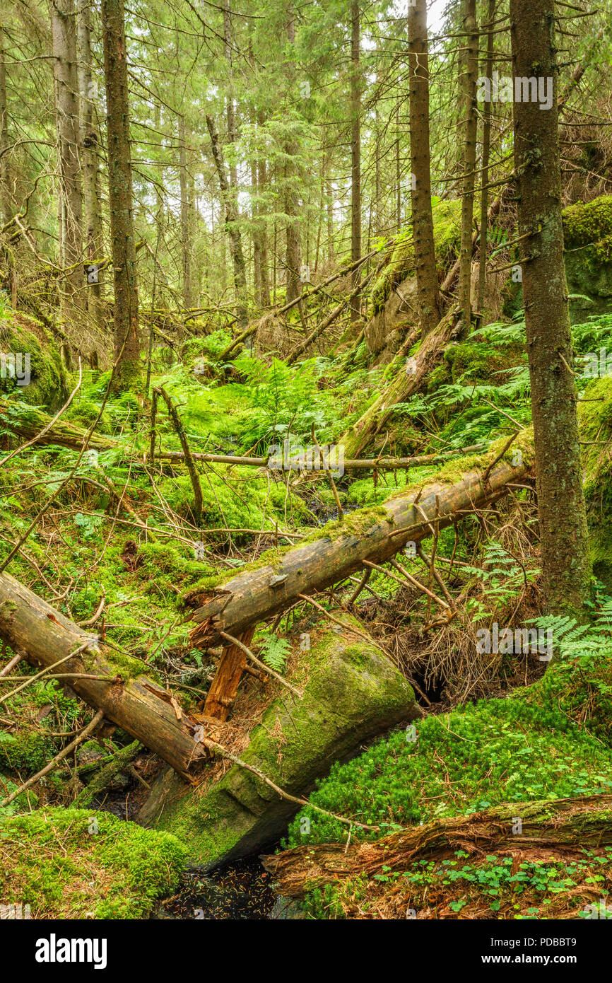 Ravine in a primeval forest with old fallen trees Stock Photo - Alamy