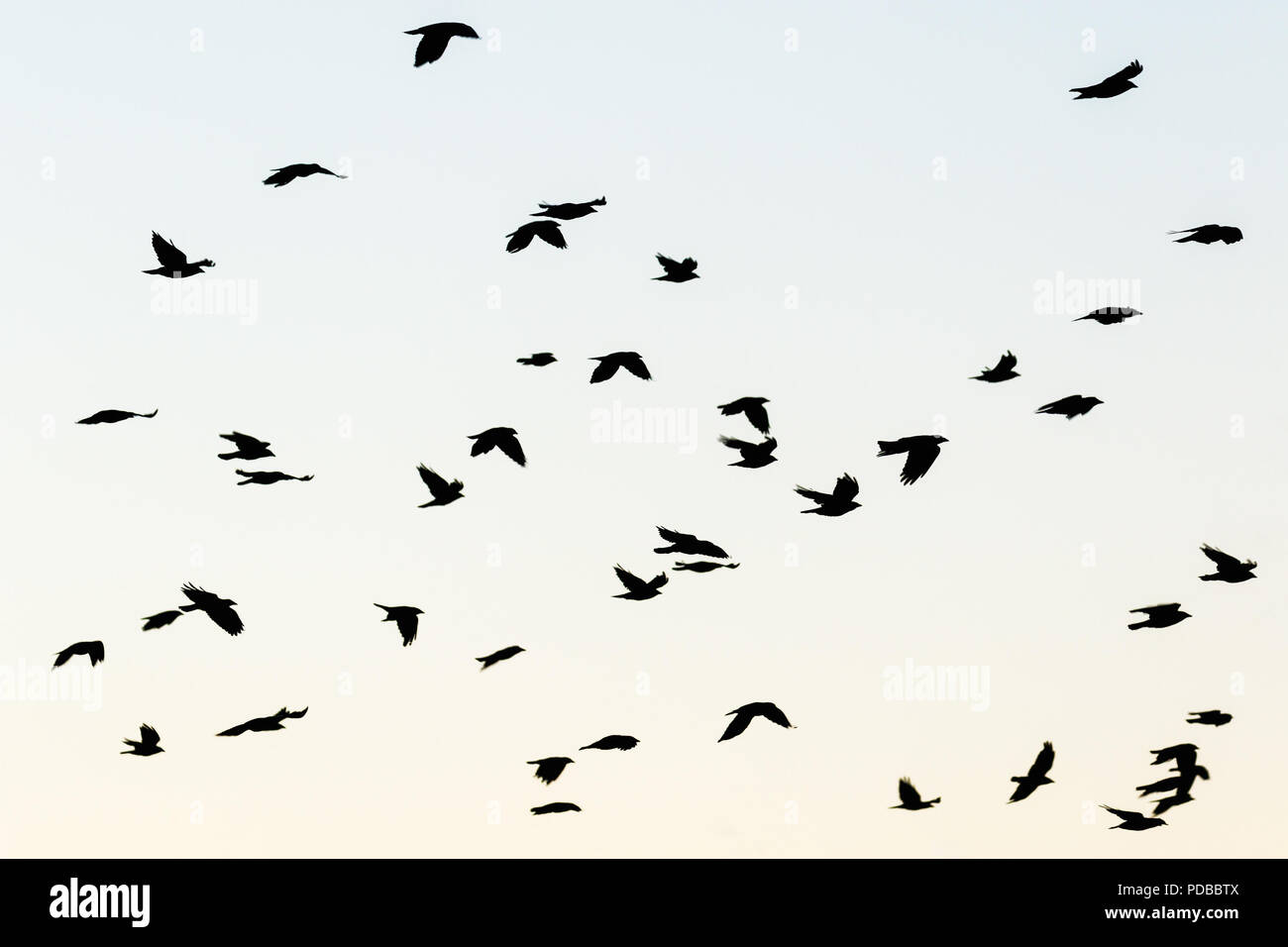 Jackdaws in flight hi-res stock photography and images - Alamy