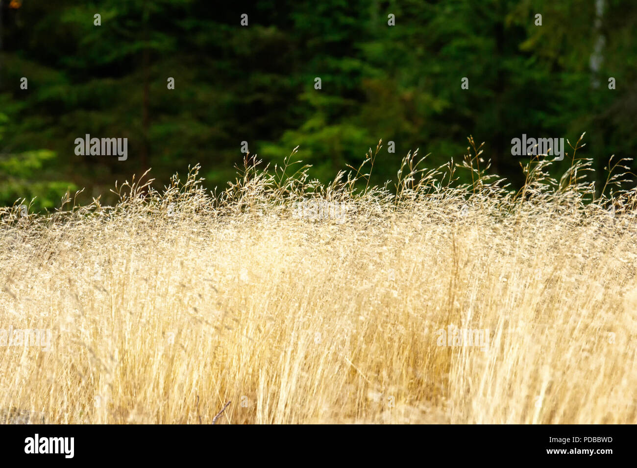 Meadow grass grassfield field hi-res stock photography and images - Alamy