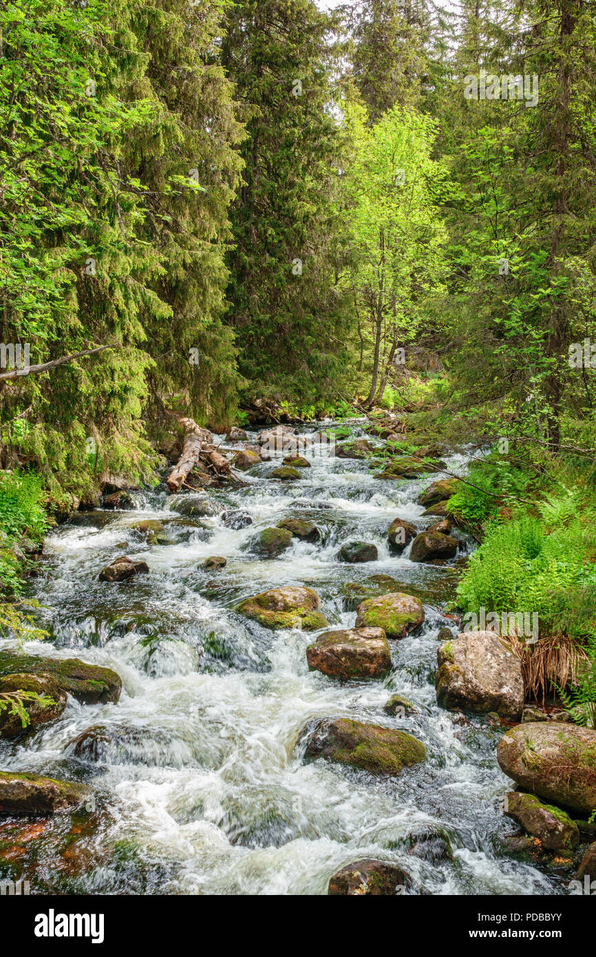 Water flowing in the woods Stock Photo - Alamy