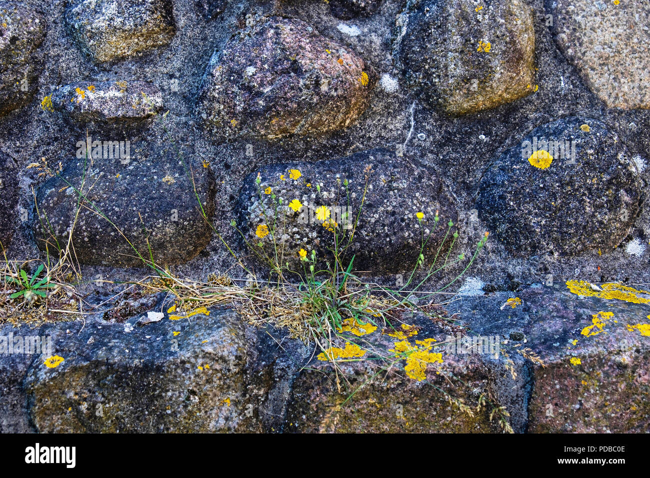 Weed growing in wall hi-res stock photography and images - Alamy