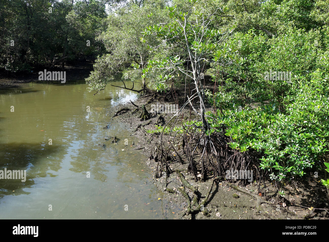 Mangrove Forest in the inter-tidal zone during high tide at Sungei ...