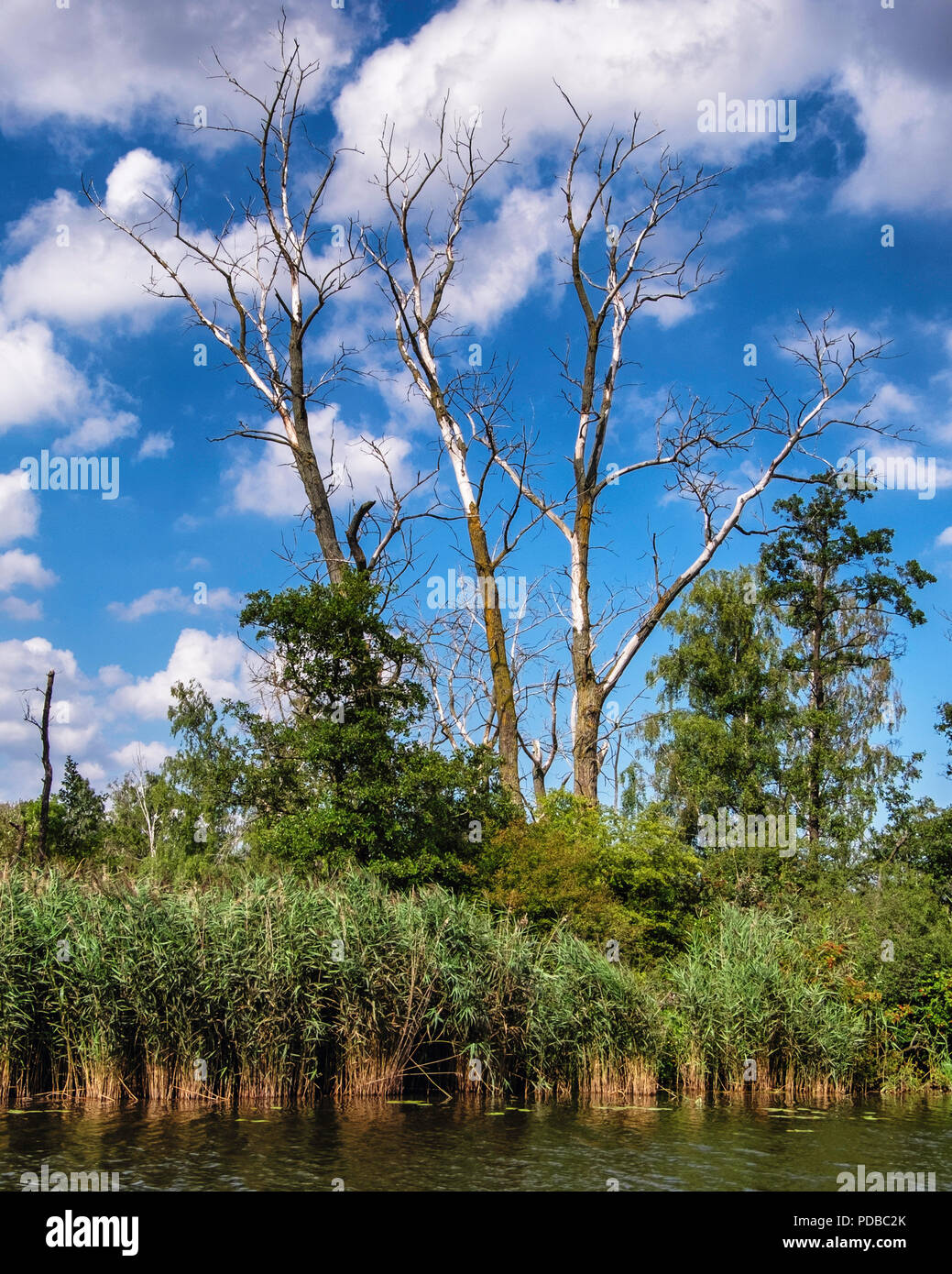 Germany, River Peene - Peenetal nature conservation park. Wetlands with ...