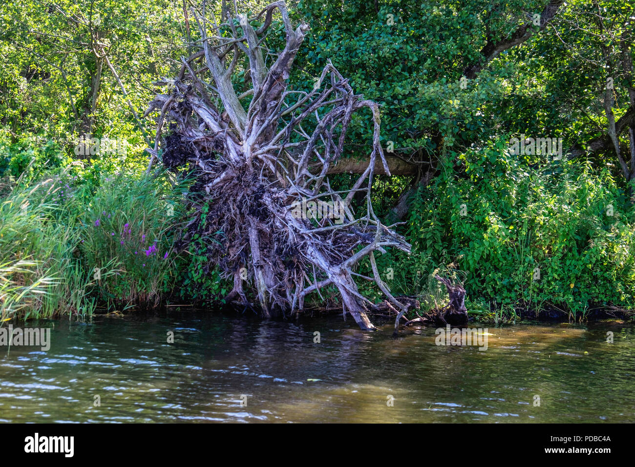 River bank tree root roots hi-res stock photography and images - Alamy